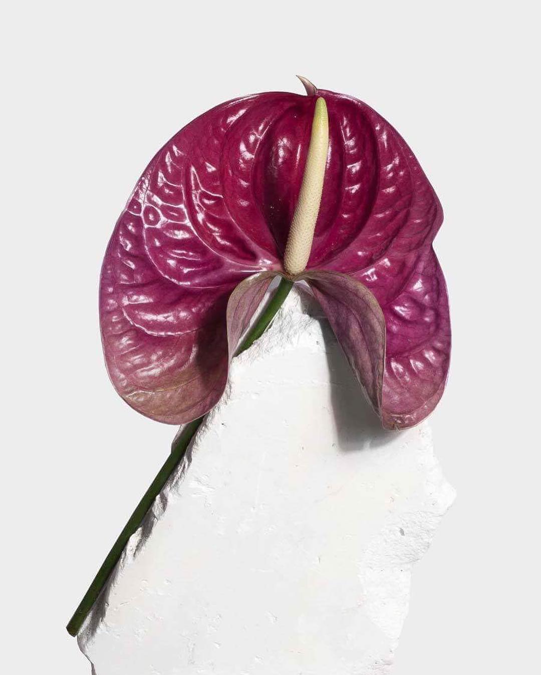 Shop All – Overose